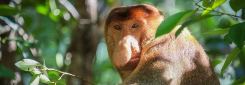 Experience 8-day Sabah Wildlife and Islands Tour | Paradesa Borneo